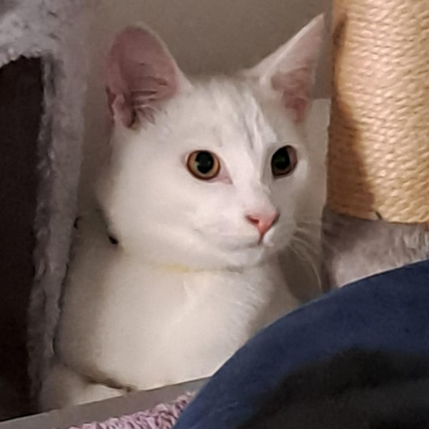 Coriander - Catitude Cat Rescue
