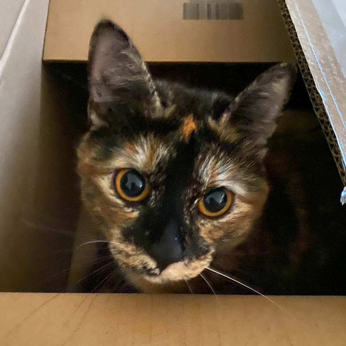 Tiger-Lily - Catitude Cat Rescue