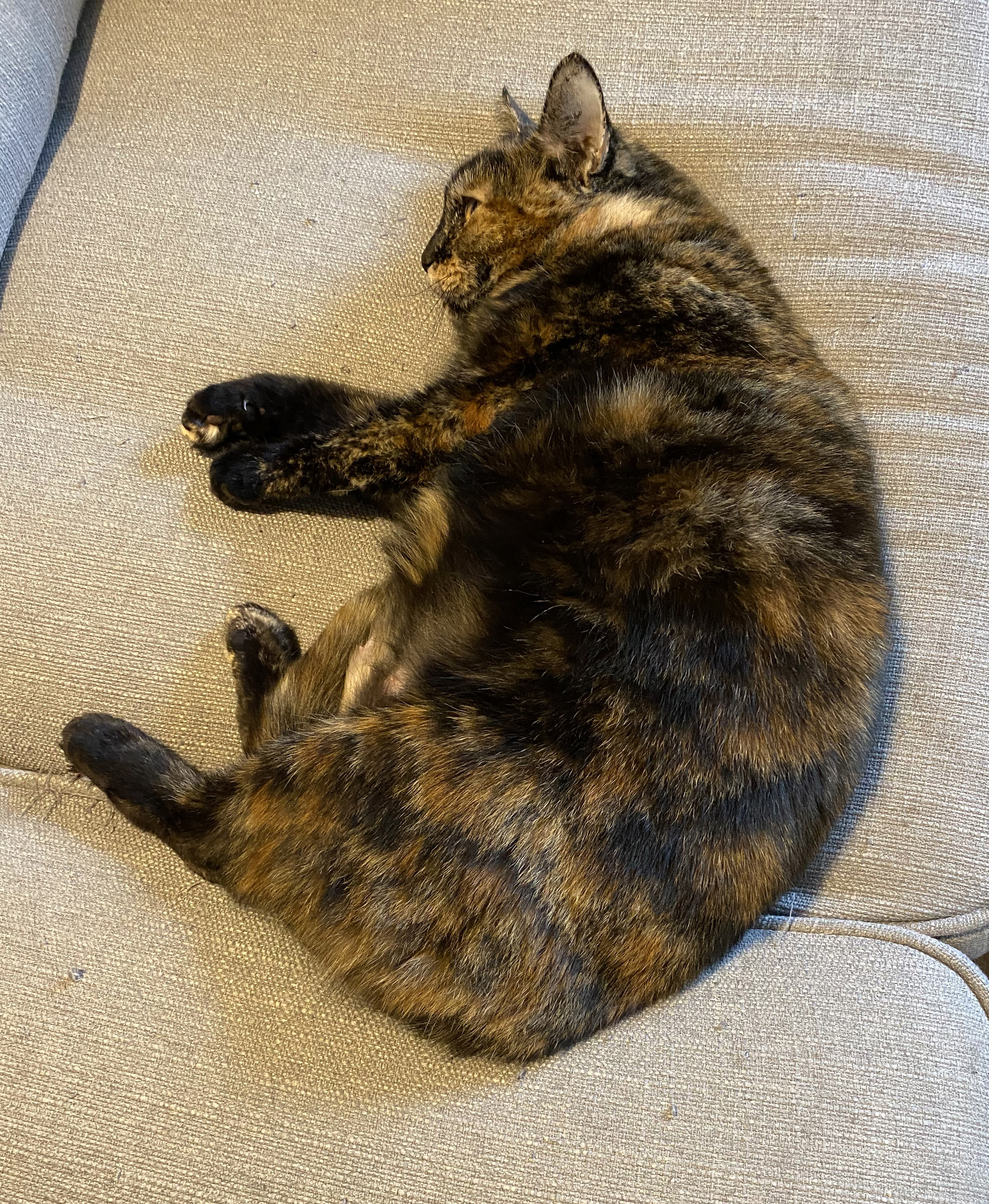 Tiger-Lily - Catitude Cat Rescue