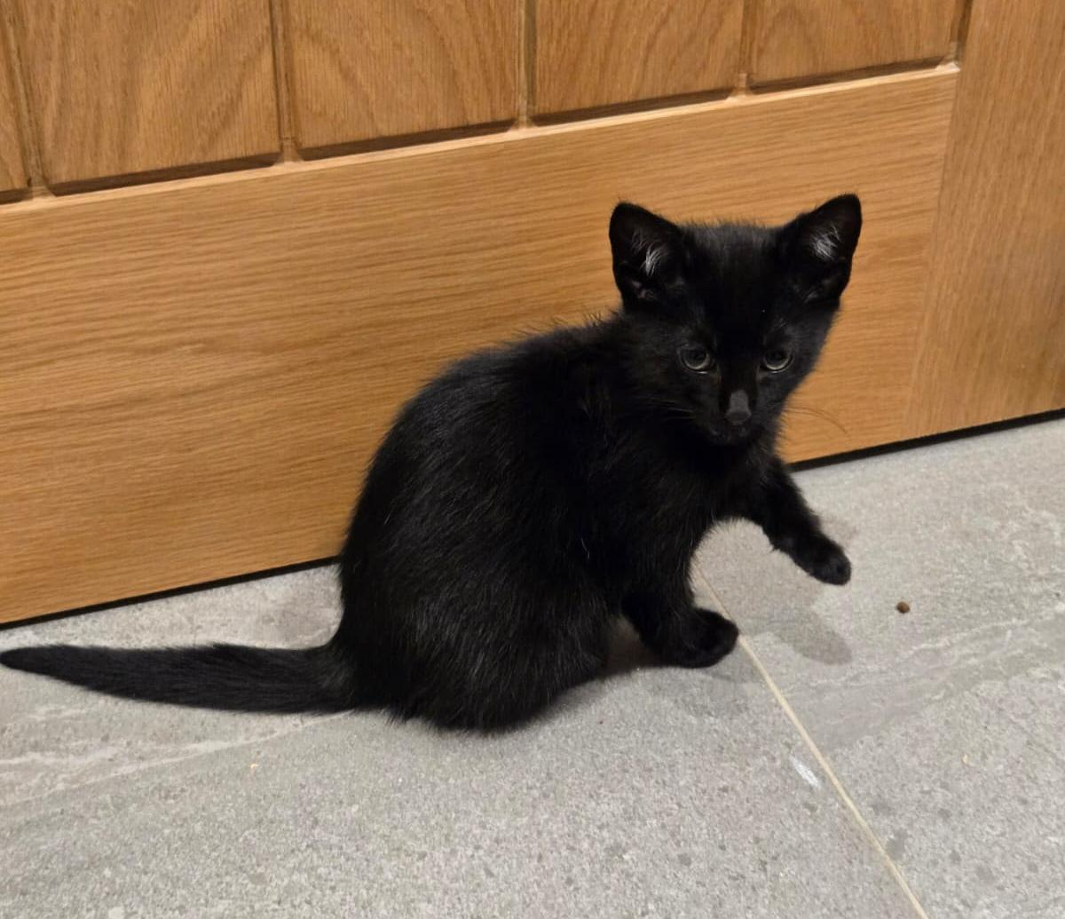 Shadow - Catitude Cat Rescue