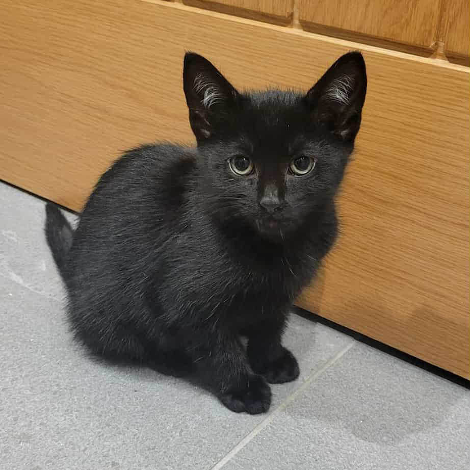 Shadow - Catitude Cat Rescue