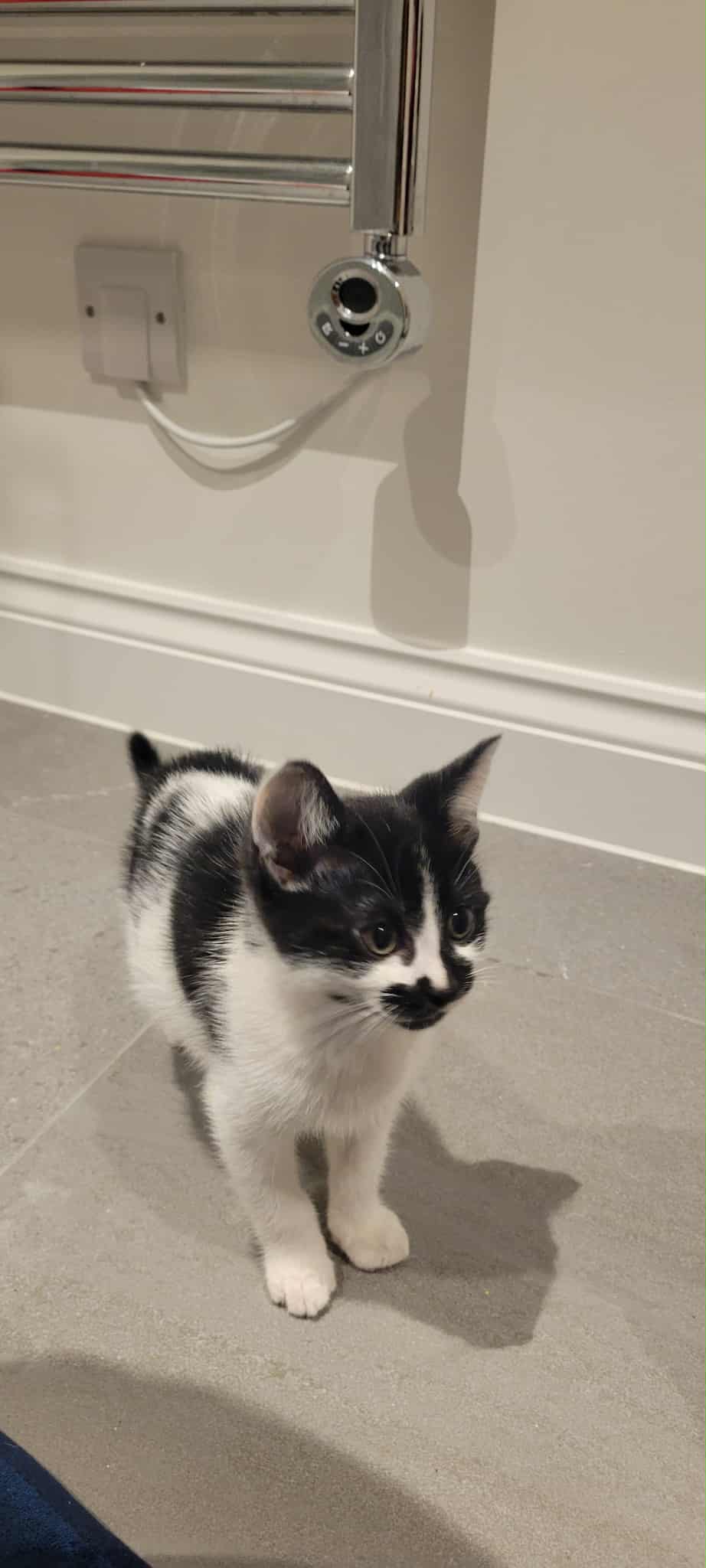 Oreo - Catitude Cat Rescue