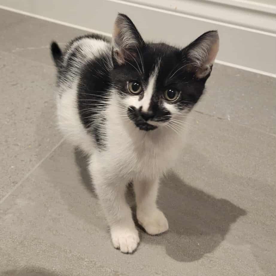 Oreo - Catitude Cat Rescue